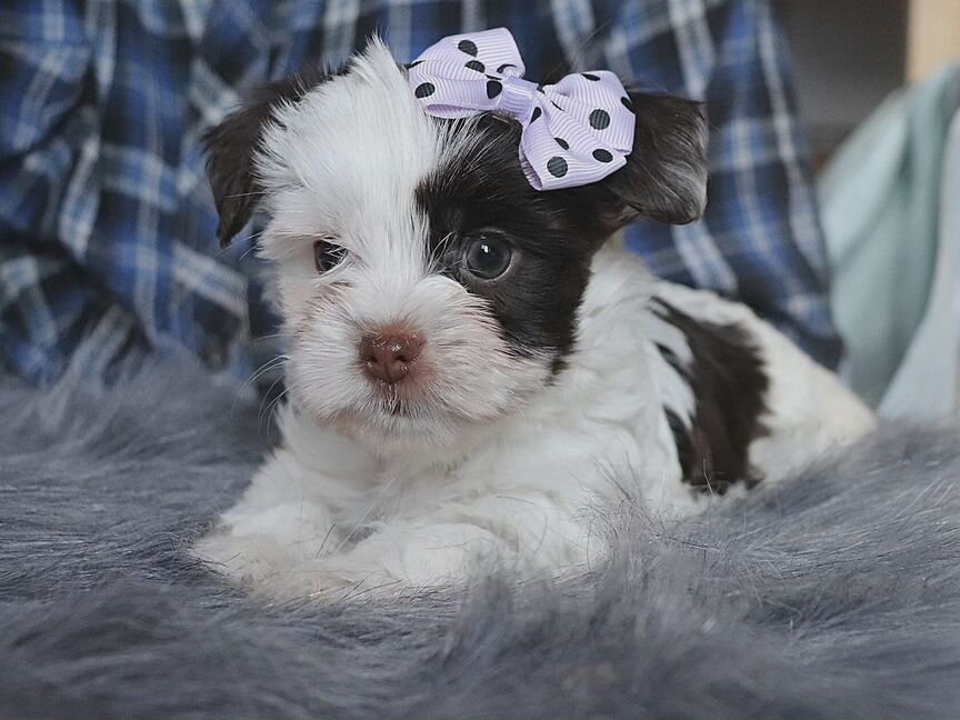 Русская салонная яркий малыш