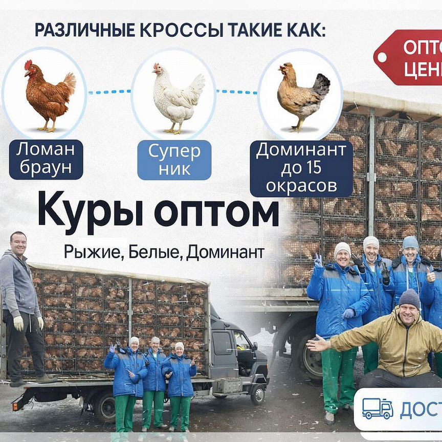 Живые куры породы Доминант