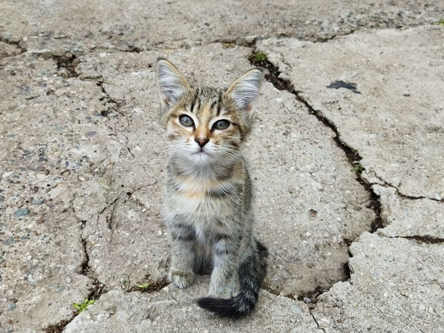 Отдам бесплатно подскажите адрес приюта