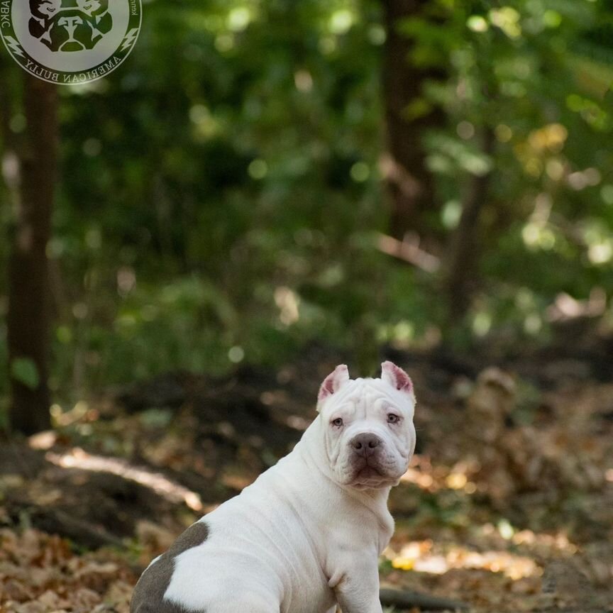 Щенок Американский булли