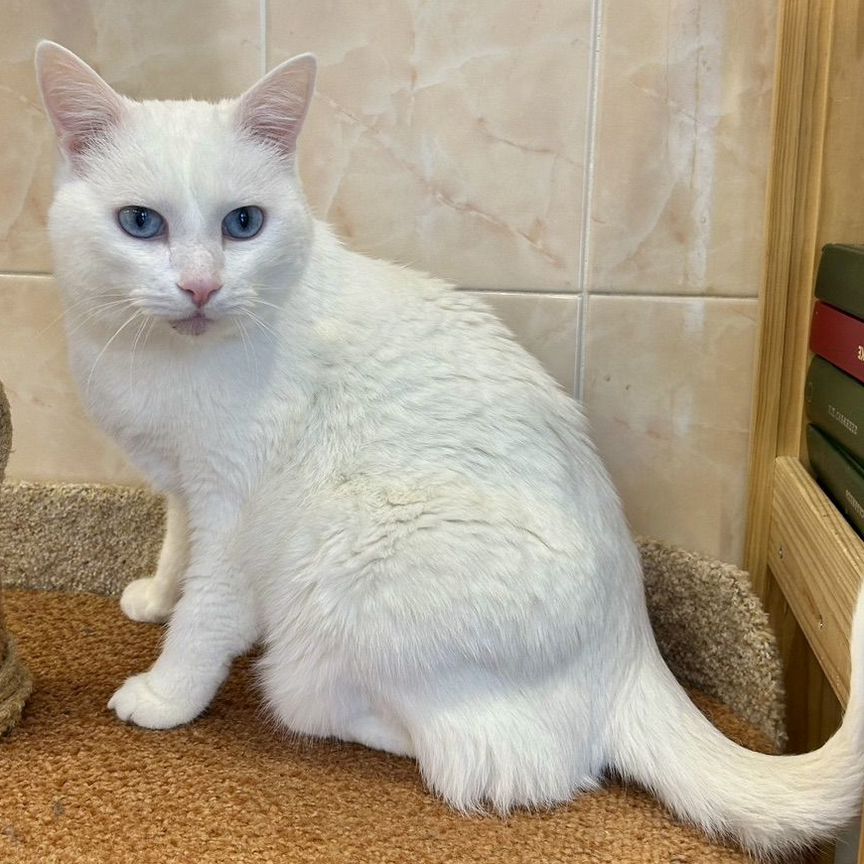 Взрослый кот в добрые руки