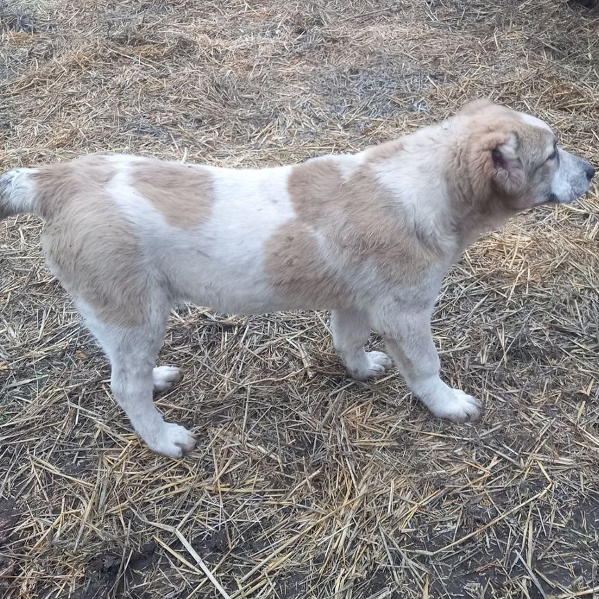 Щенки кавказского волкодава