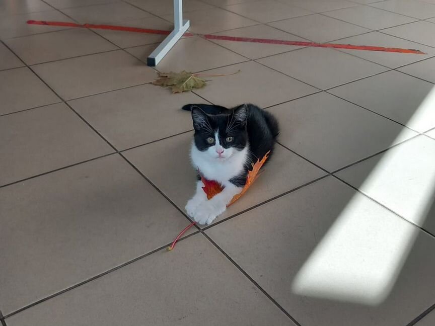 Котята в добрые руки