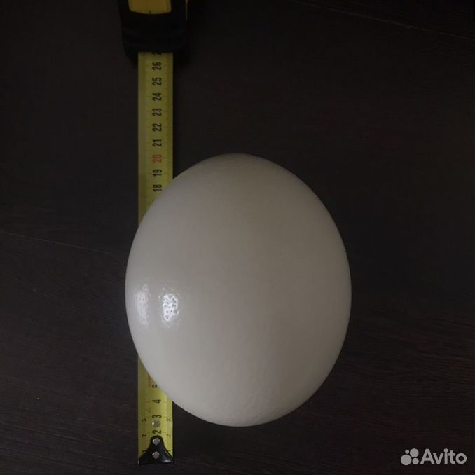 Скорлупа страусиного яйца