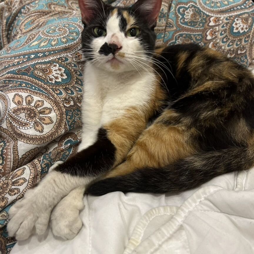 Кошечка в добрые руки