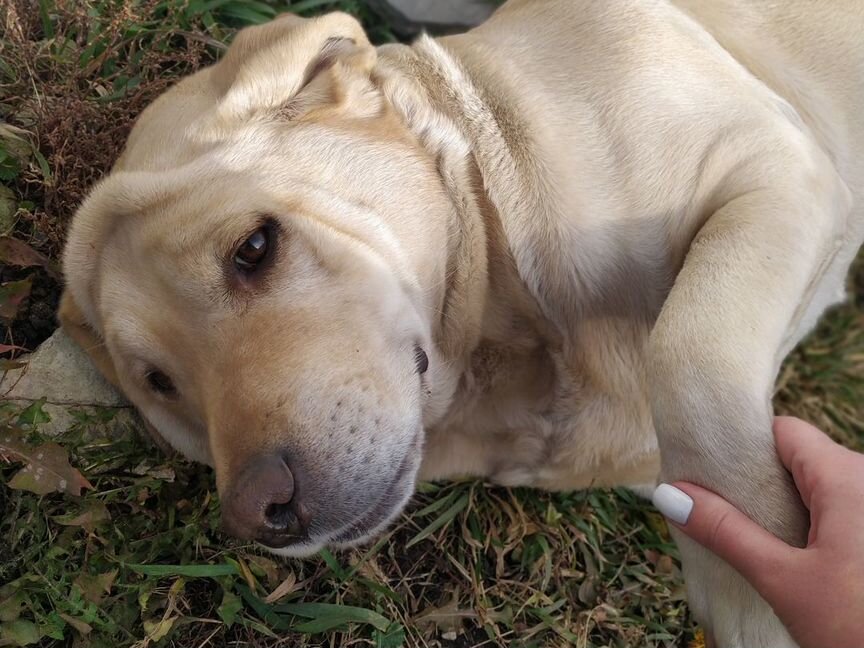 Отдам лабрадор девочка