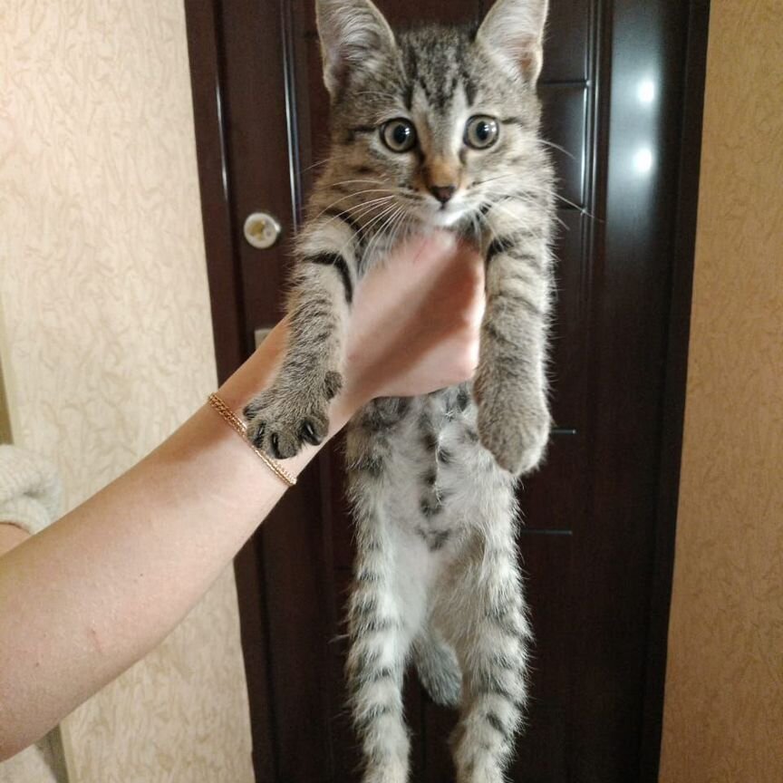 Котенок в добрые руки бесплатно