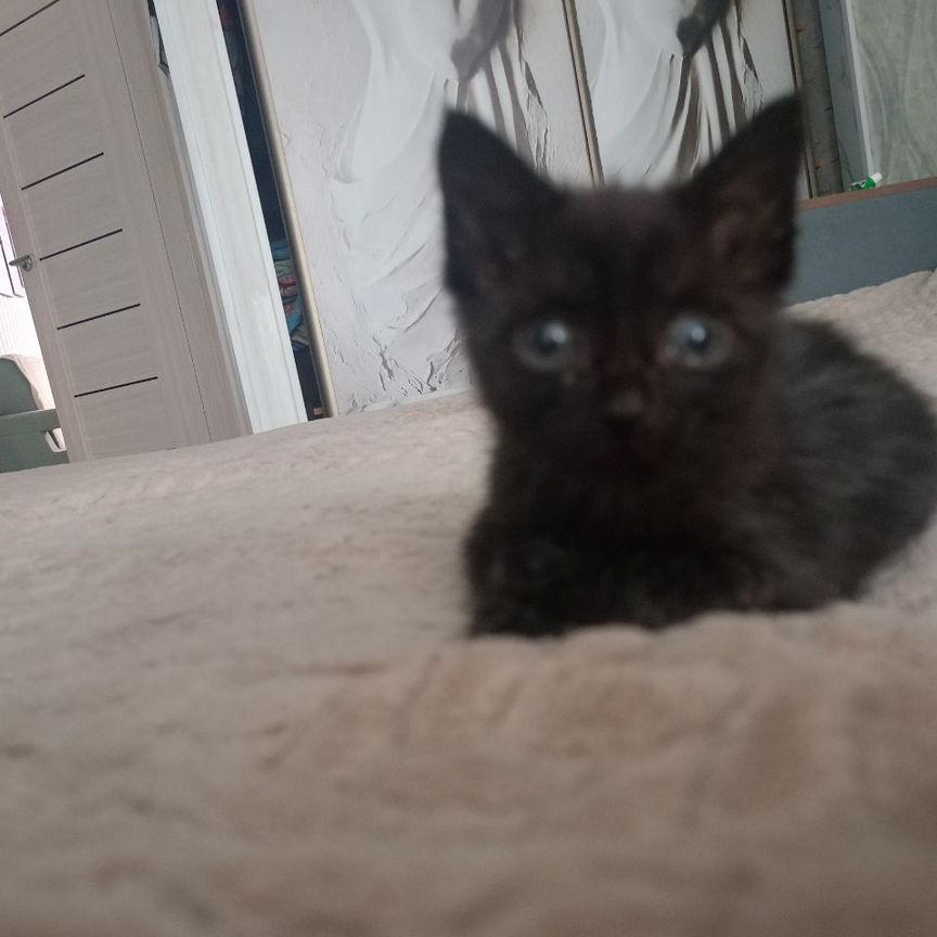 Отдам в добрые руки котят