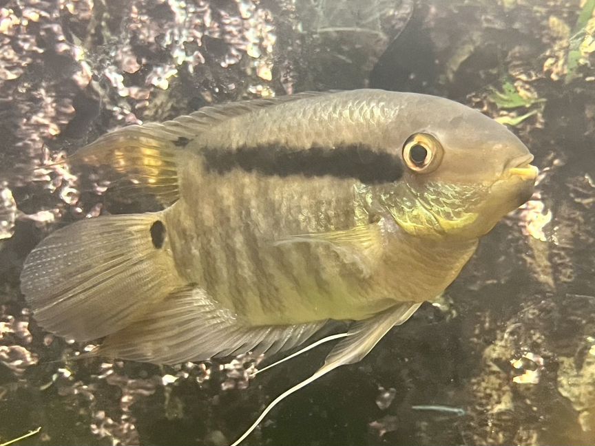 Мезонаута фестивус