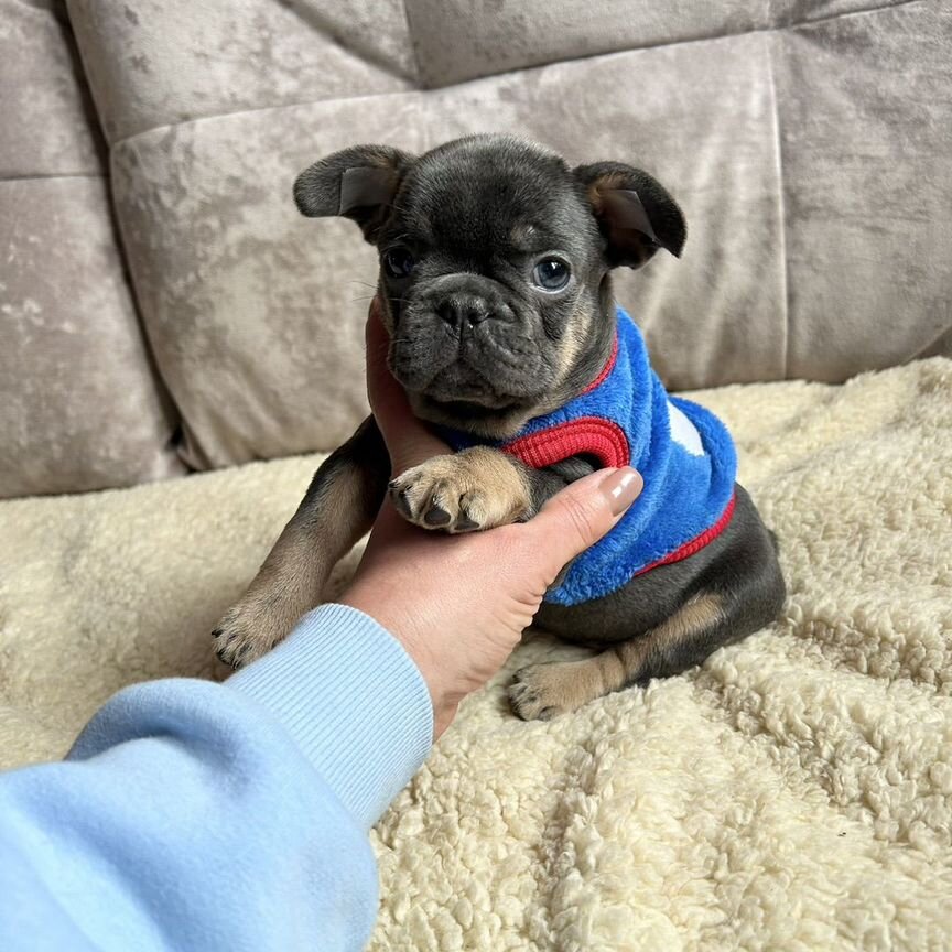 Французский бульдог