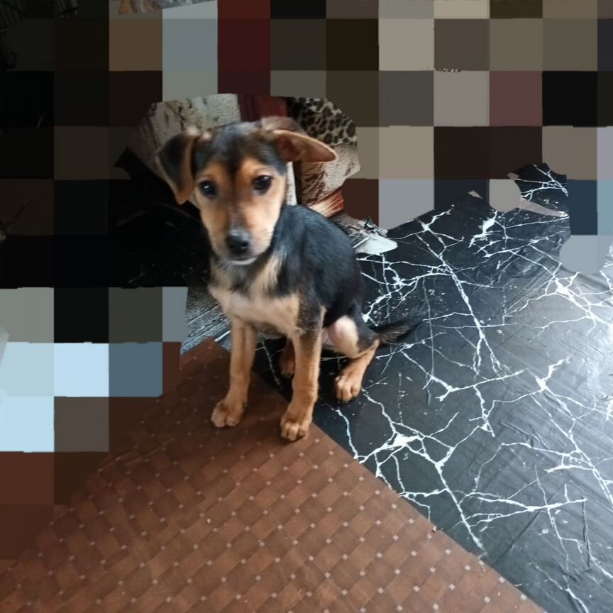 Щенок в добрые руки бесплатно