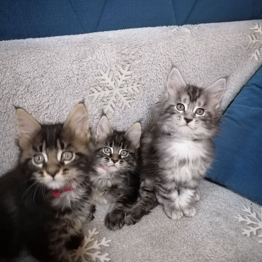 Котята мейн-кун