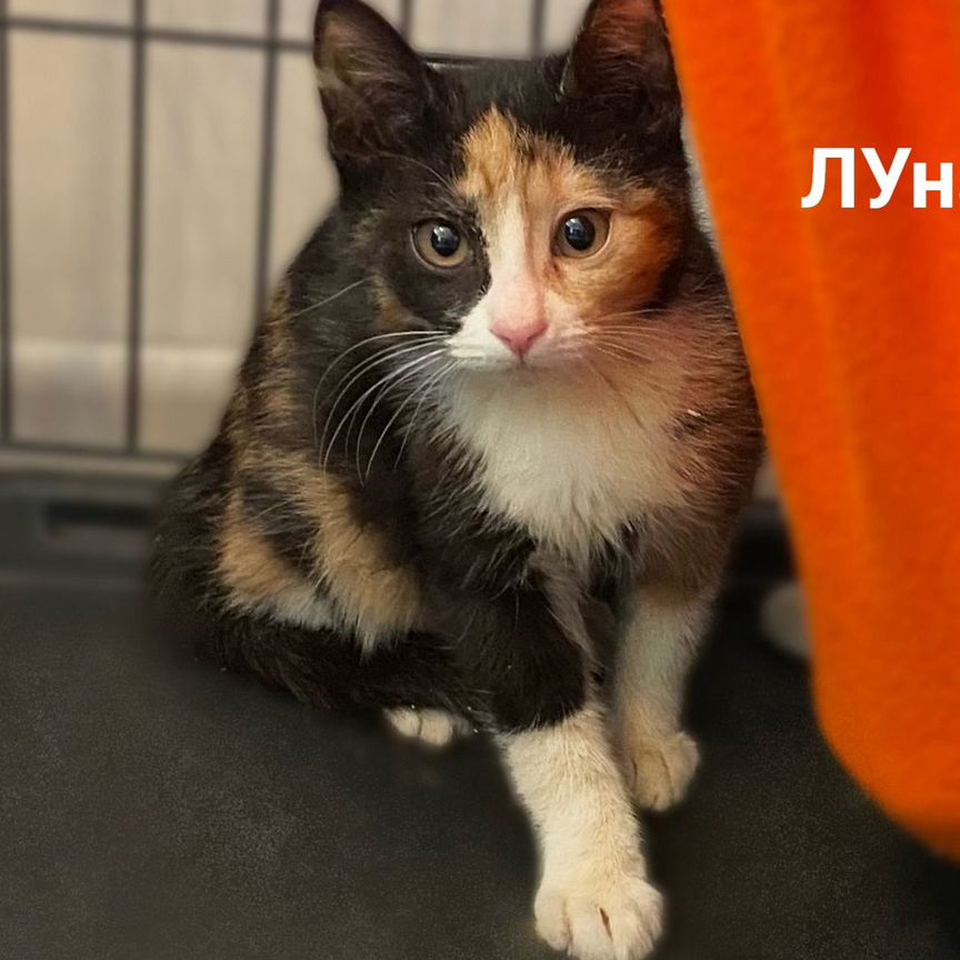 Четыре котенка