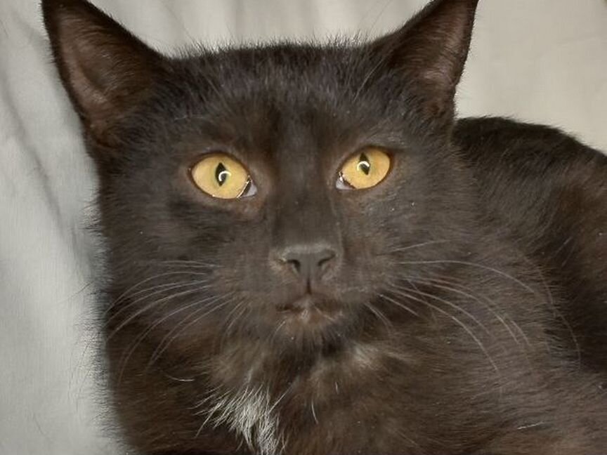 Котенок красавица