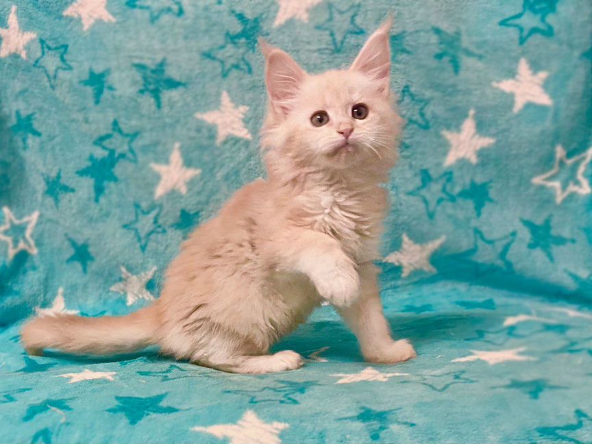 Мейн-кун котёнок-кот, очень светлый крем