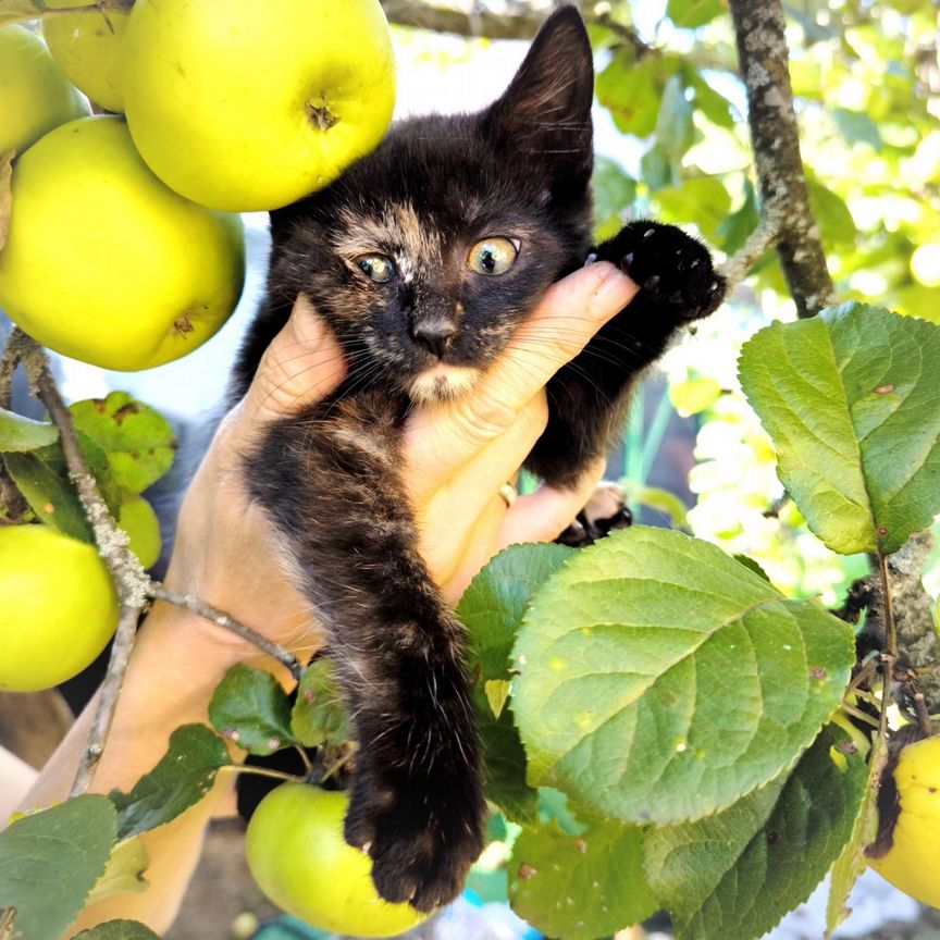 Котёнок 1,5 месяца кошка