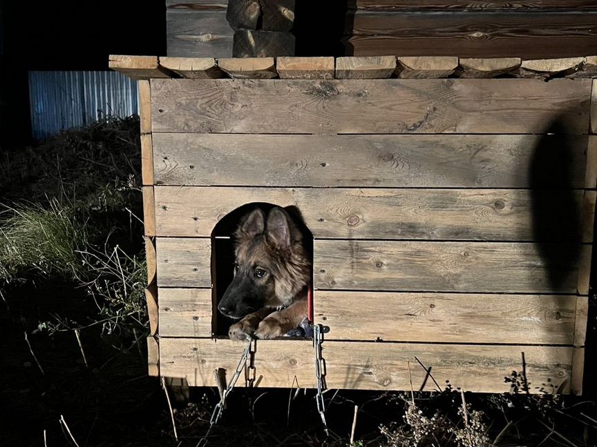 Щенок, собака, на охрану в дом квартиру, друг