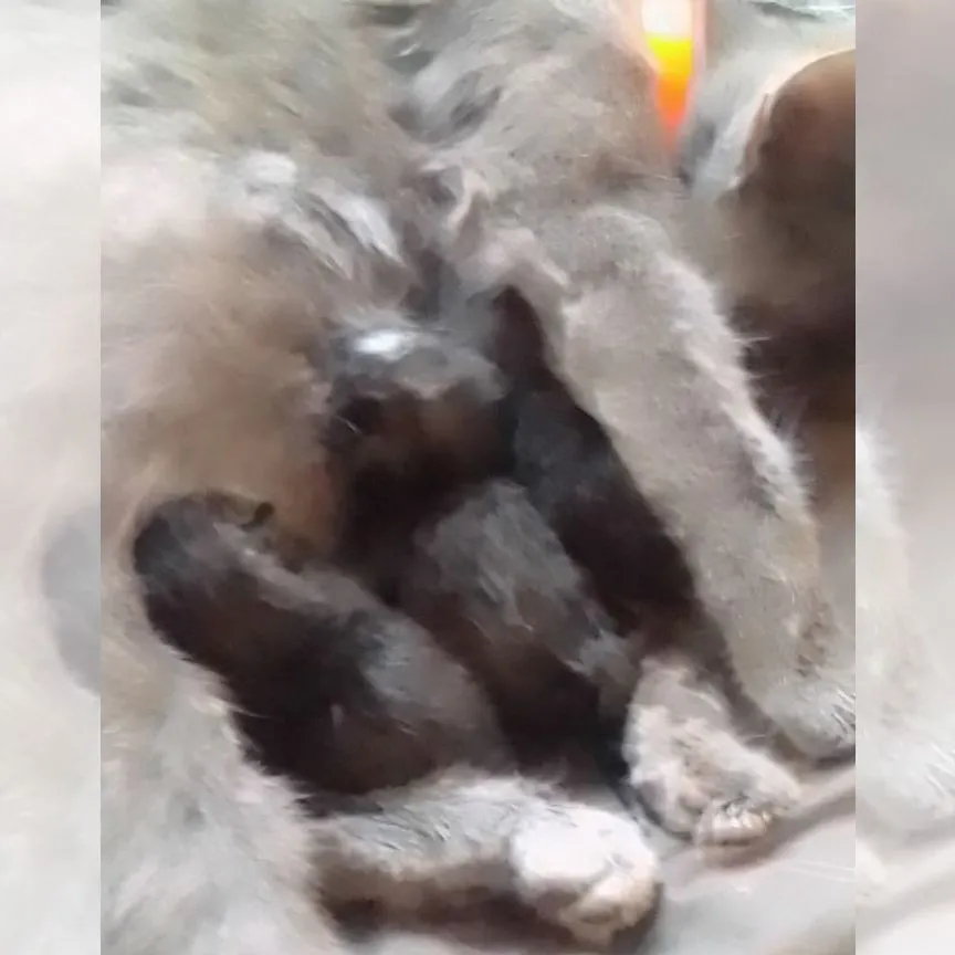 Отдам 2 котят в добрые руки