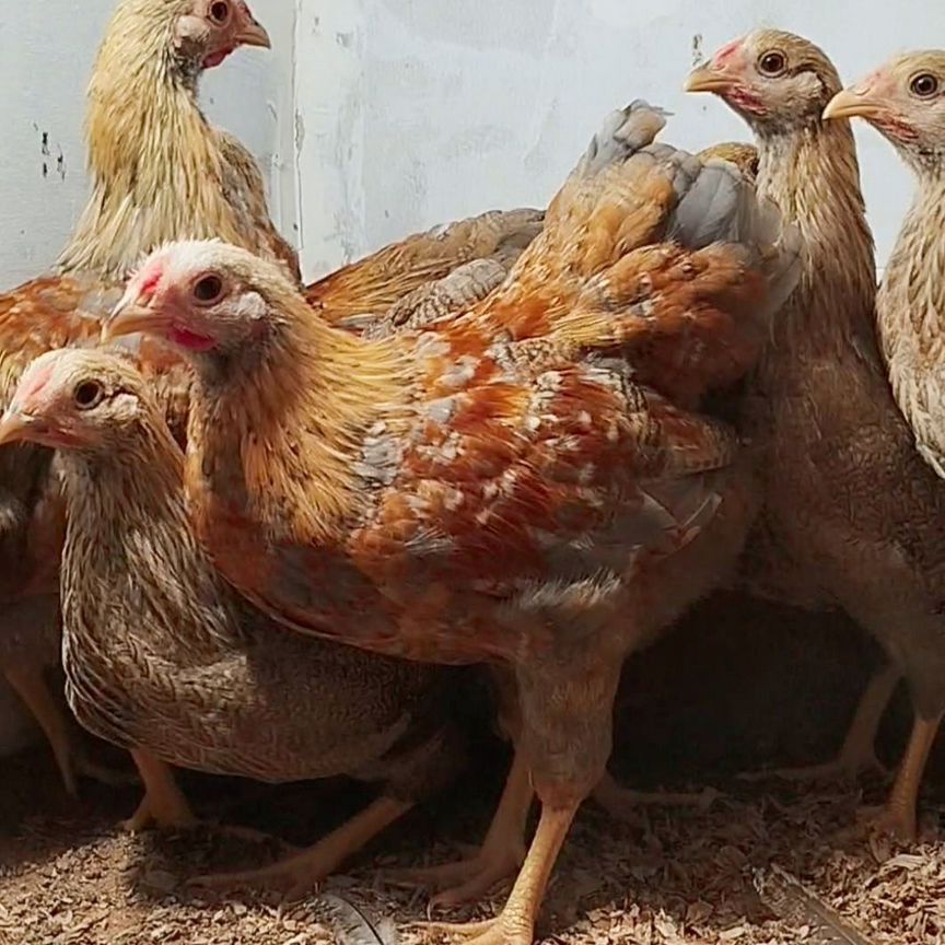 Куры Виандот карликовый