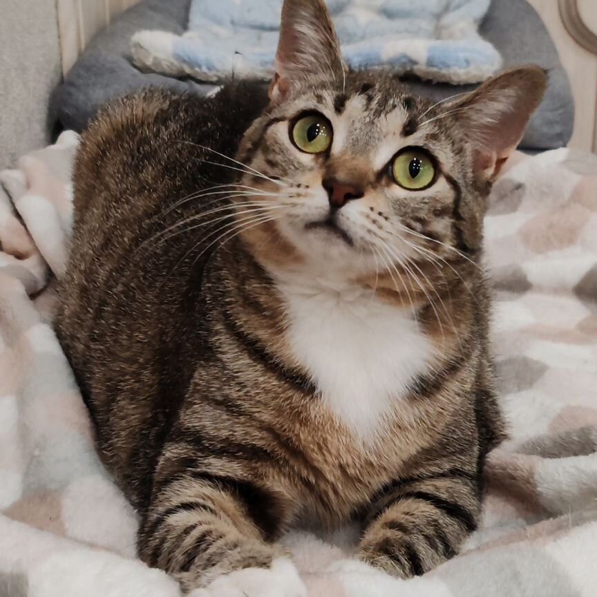 Взрослая, кошка в добрые руки