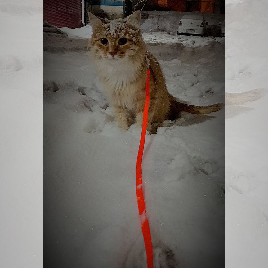 Взрослая, Девочка кошка в добрые руки