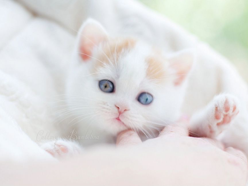 Разноглазый мальчик