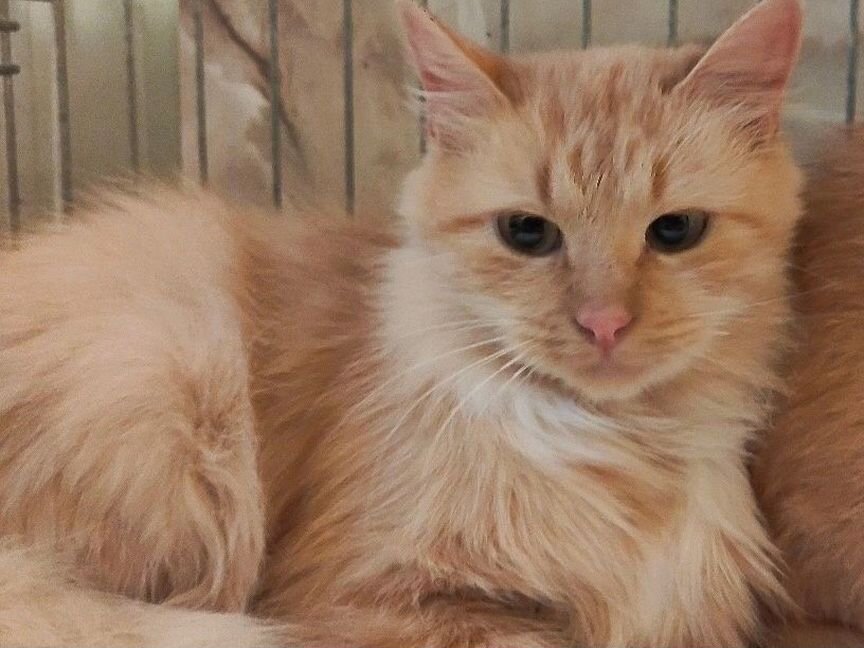 Кошечка в добрые руки