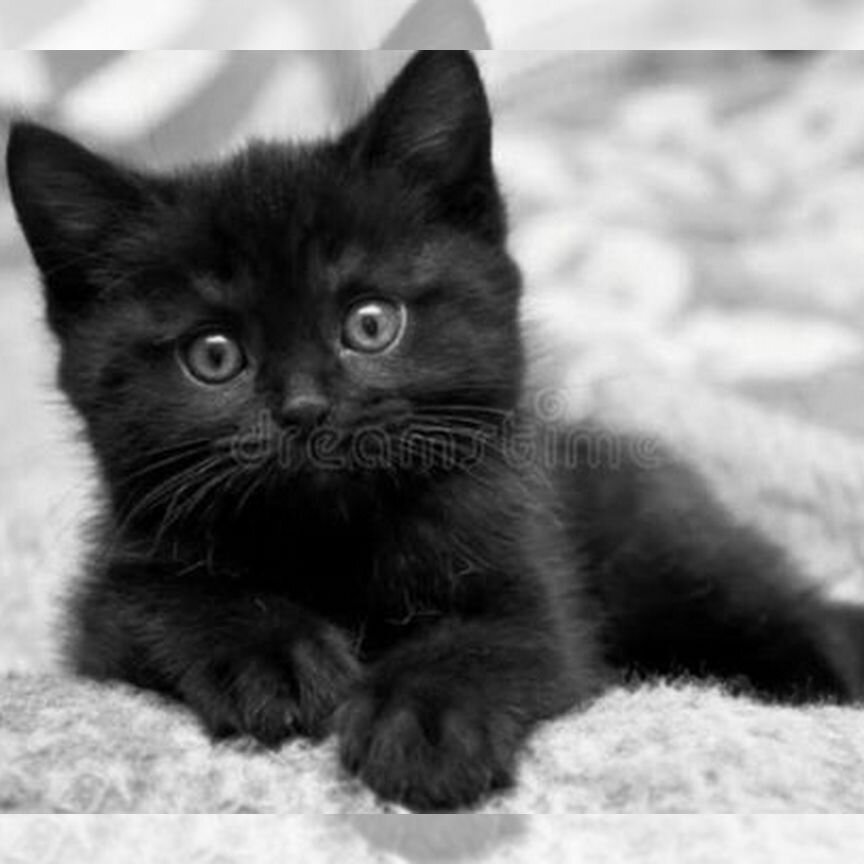 Канадский сфинкс котёнок