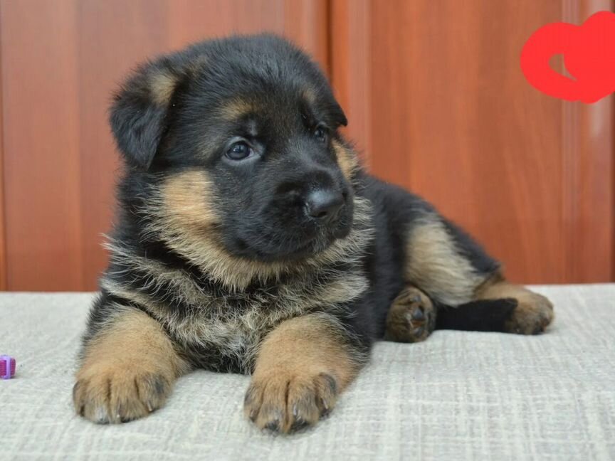 Немецкая овчарка ребята