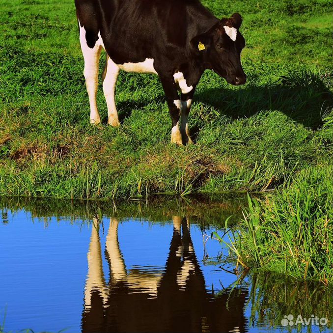 Корова первотелок и 3 тёлки продам