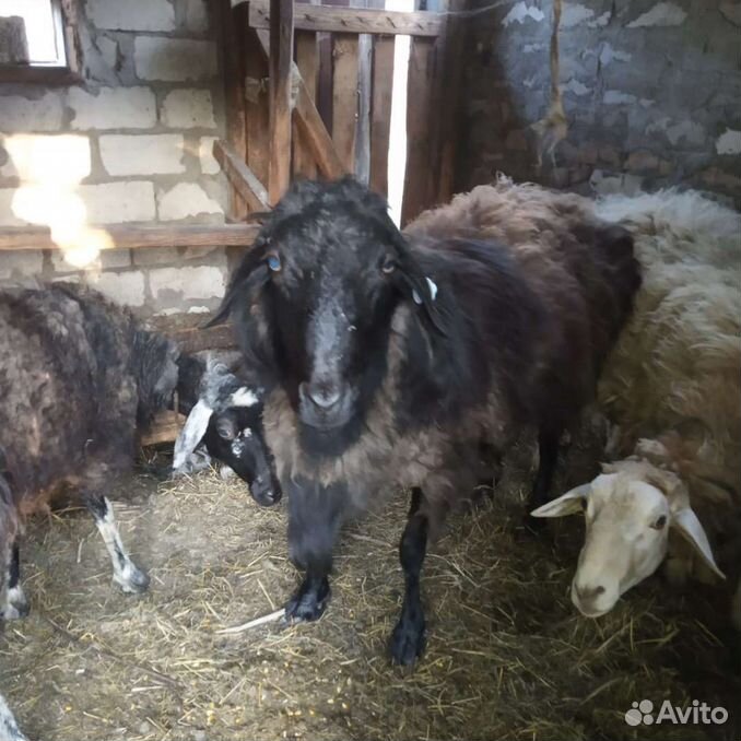 Овцы бараны