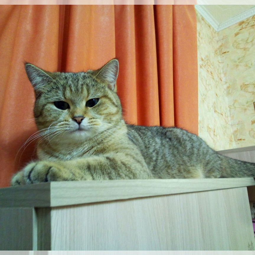 Британская короткошёрстная, взрослая кошка