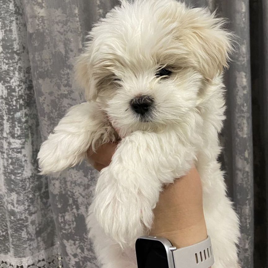 Мальтийская болонка, щенок