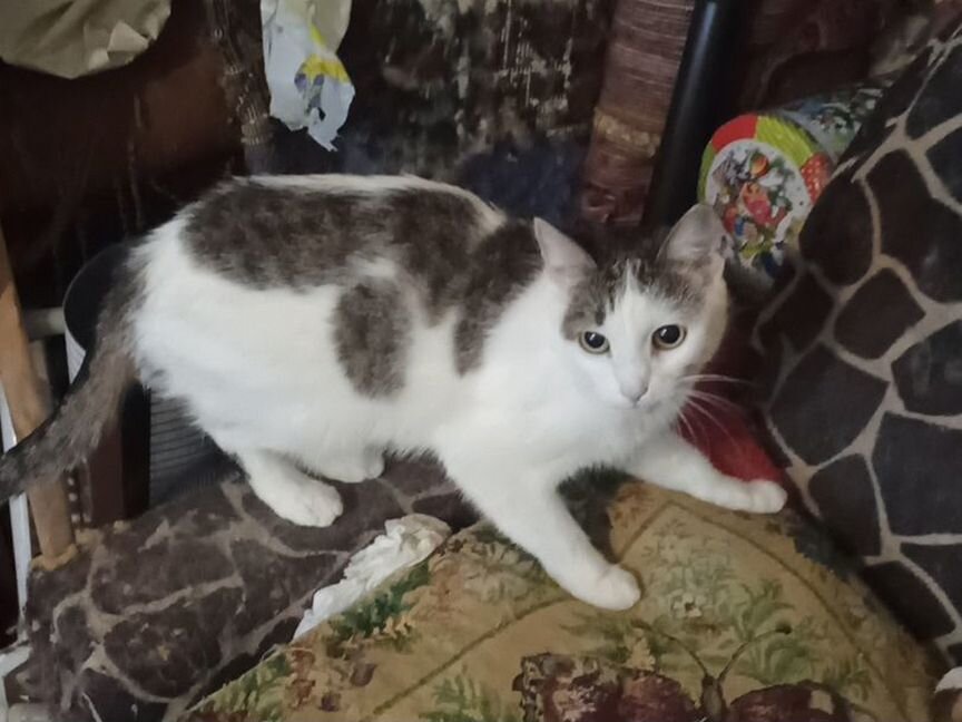 Кошечке нужна помощь