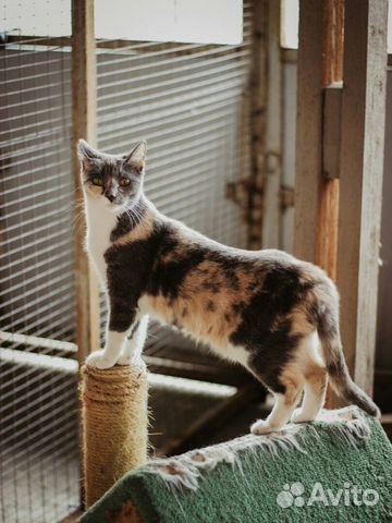 Маняша, кошка в добрые руки приют Ржевка