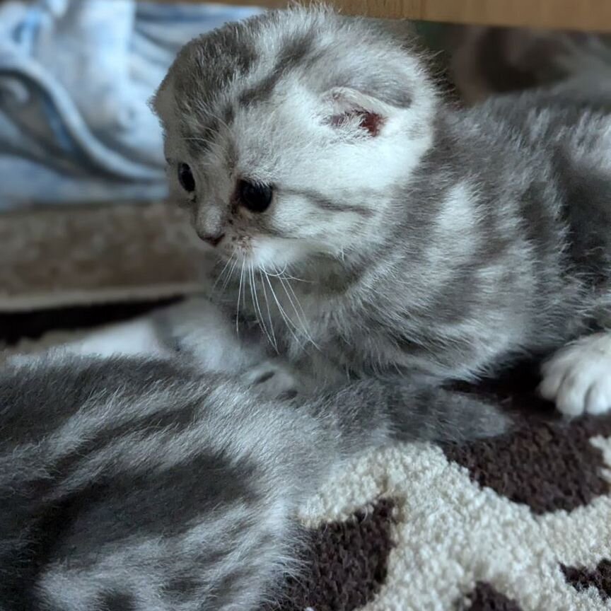 Шотландские котята