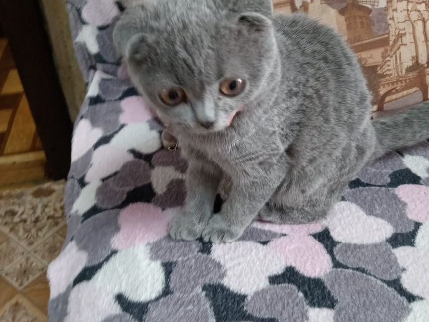 Котенок девочка 7 месяцев