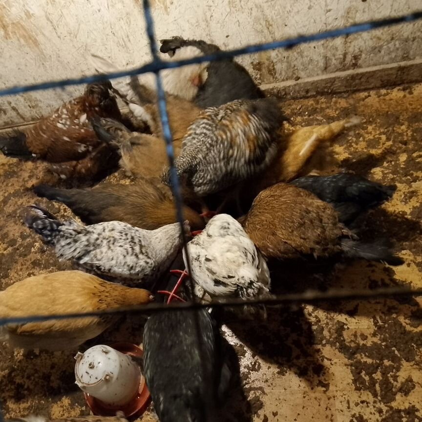 Куры молодки несушки