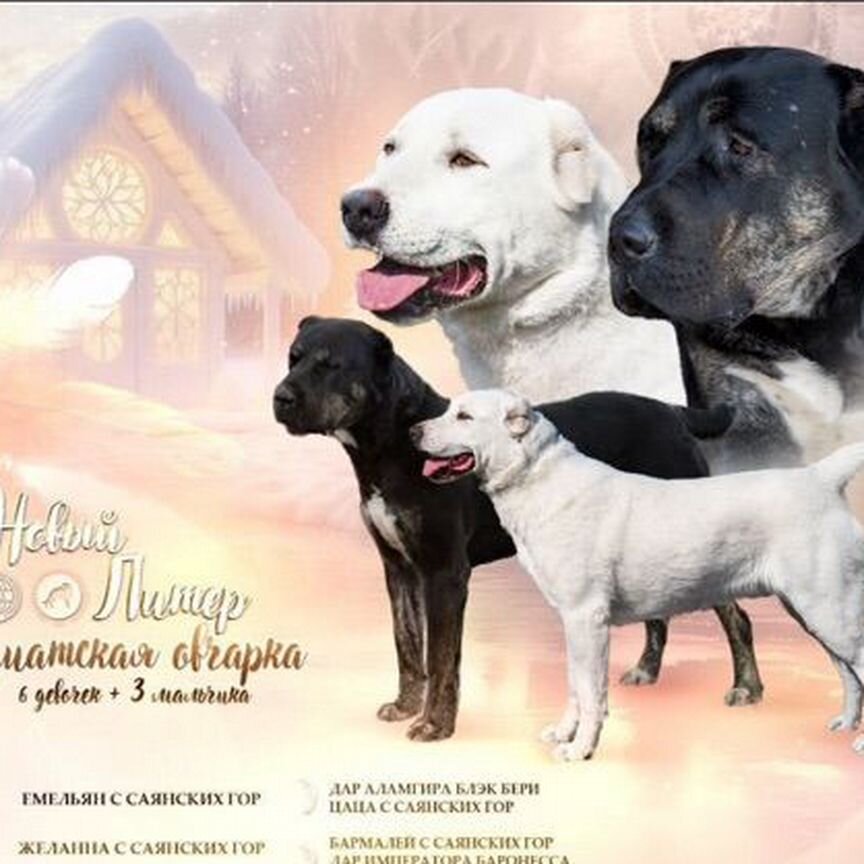 Среднеазиатская овчарка, щенок