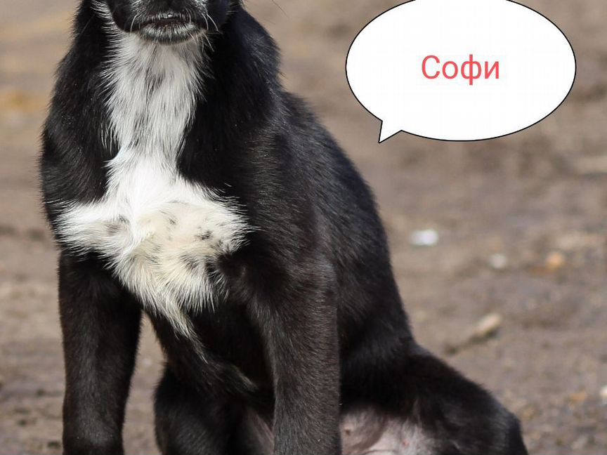 Щенок в добрые руки