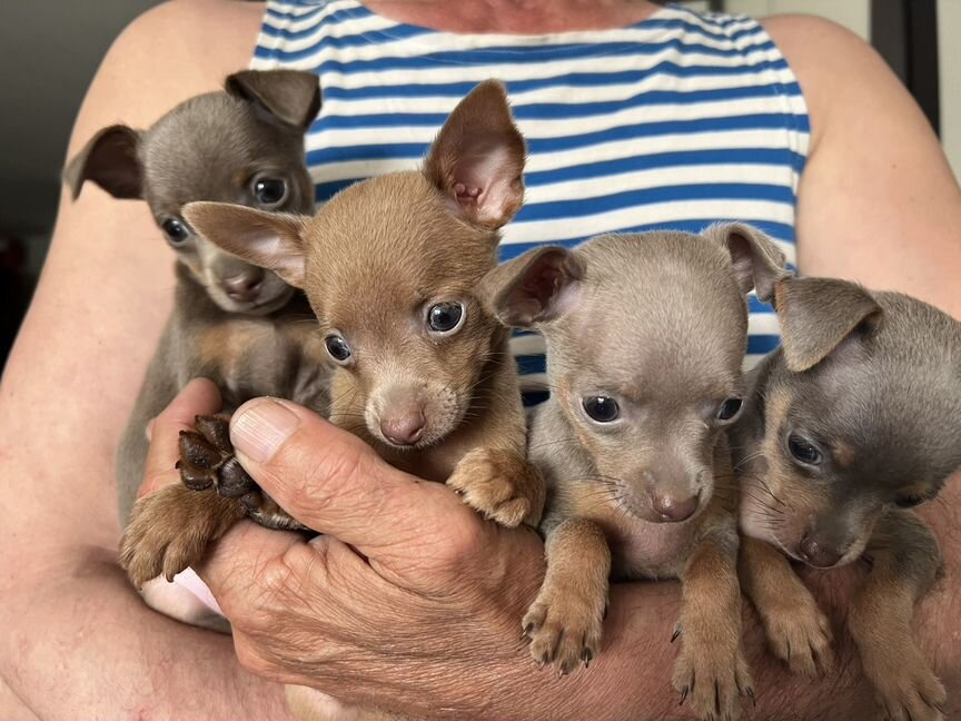 Русский той