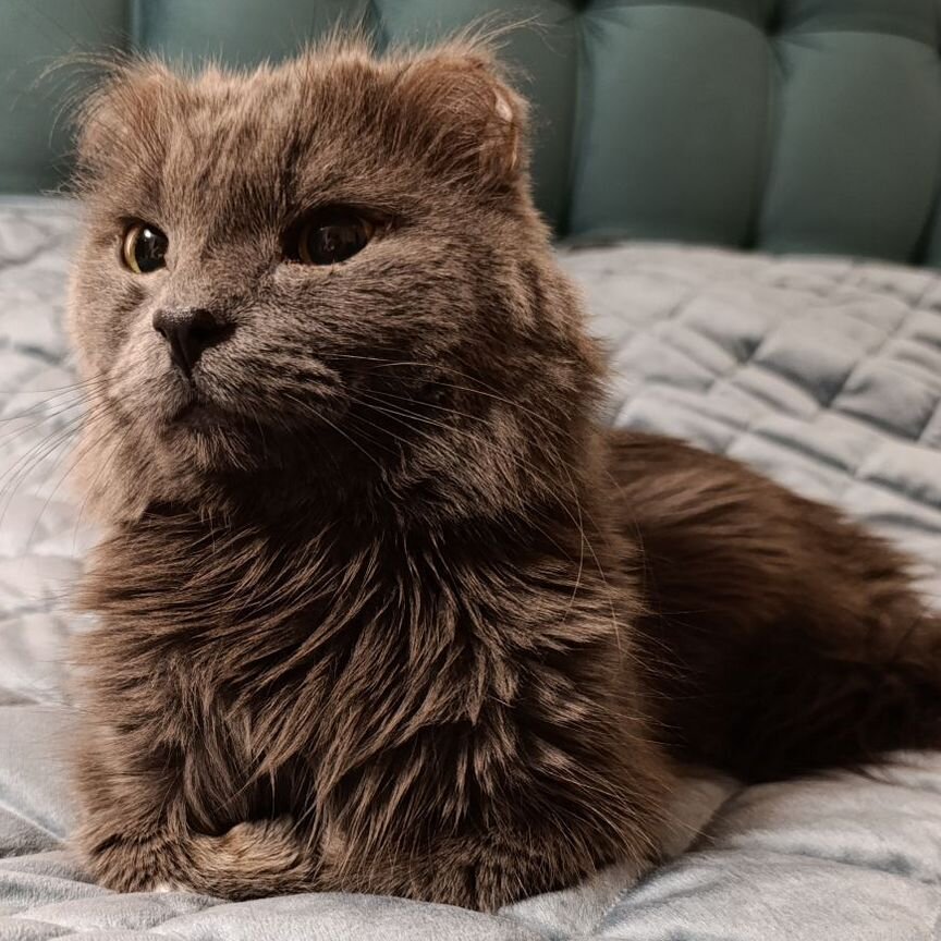 Взрослый кот в добрые руки