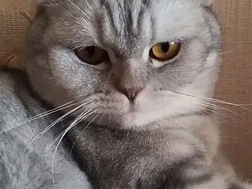 Шотландская Страйт мрамор на серебре