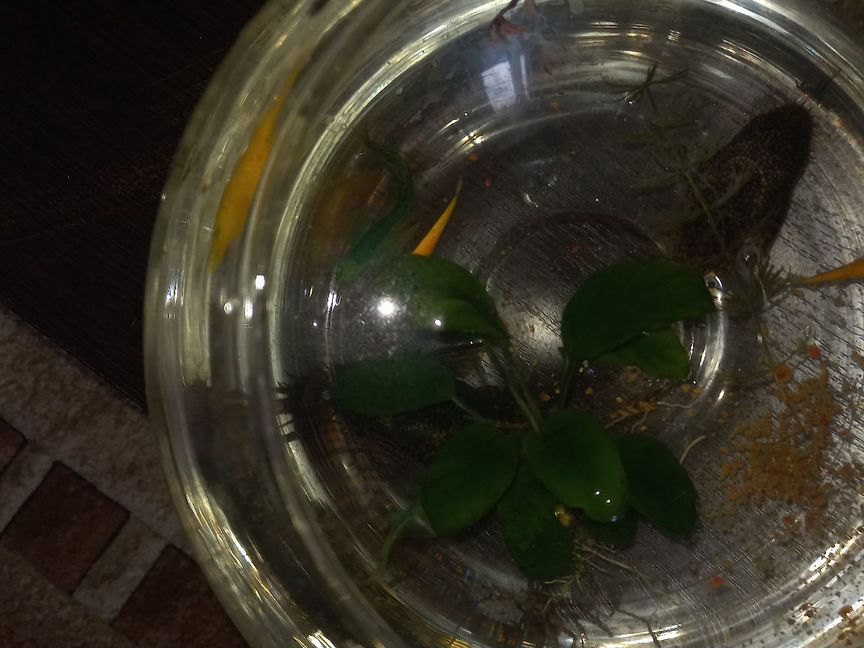 Аквариумные рыбки бесплатно