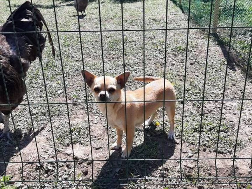 Продам чихуахуа