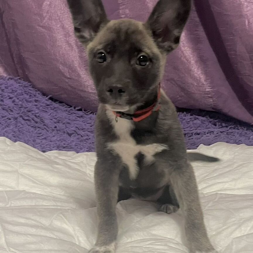 Ника ищет дом