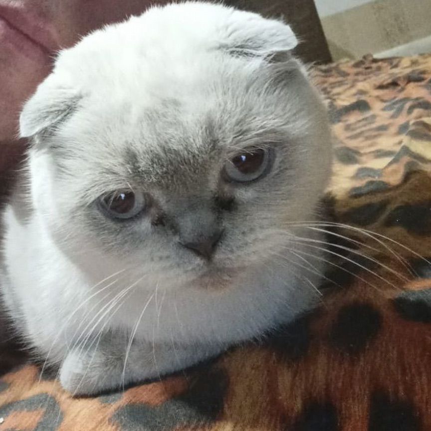 Шотландская вислоухая