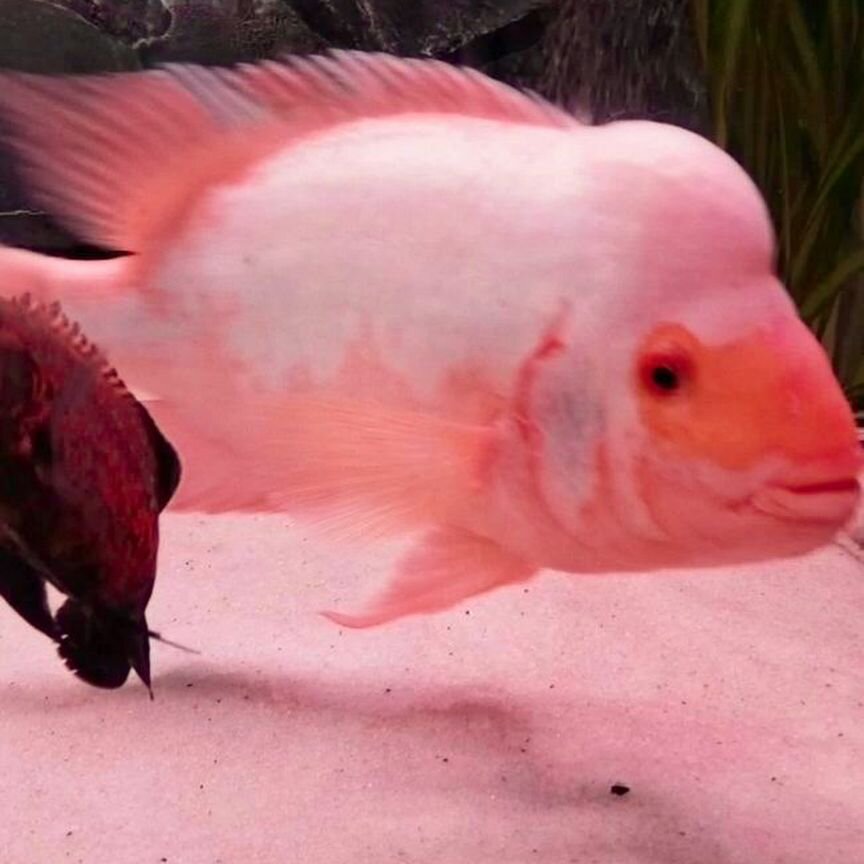 Цихлозома цитрон