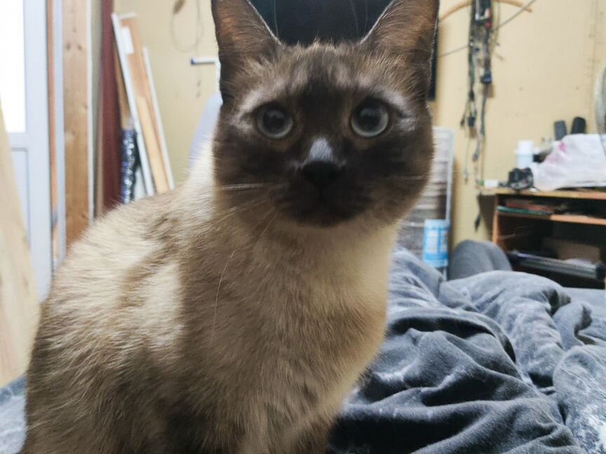 Тайская кошечка
