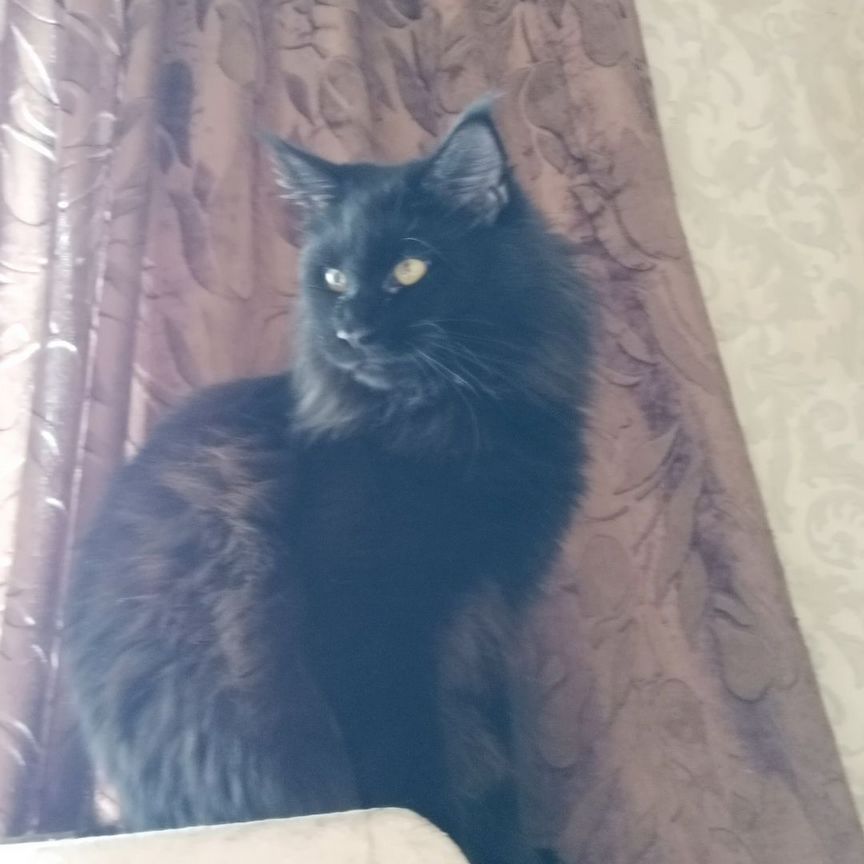 Кошки майкун